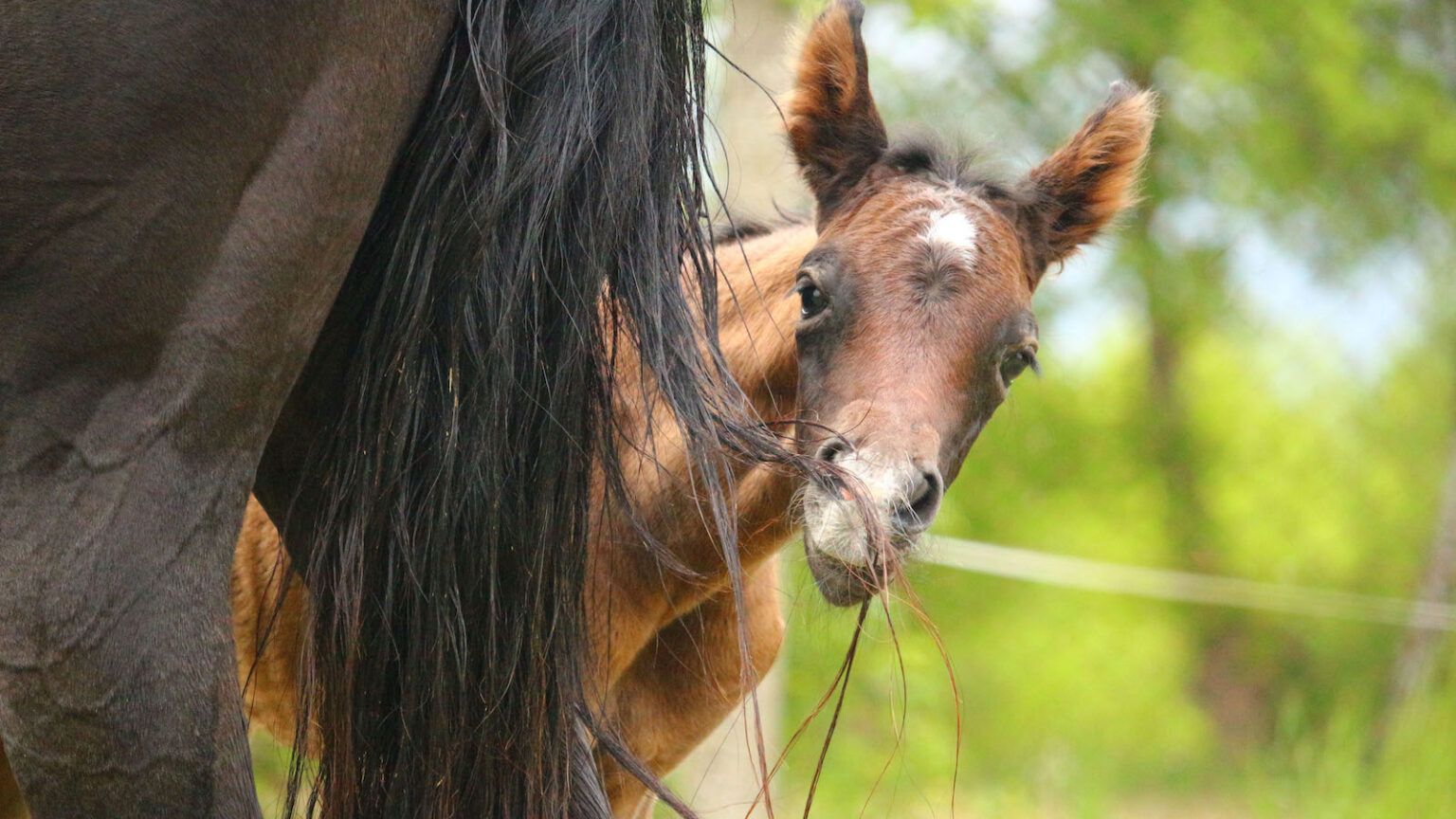 Foal Care and Feeding - Barrel Horse News