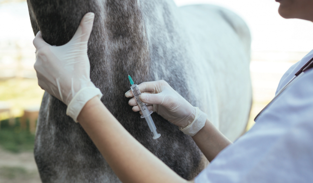 Staunching the Bleeding: All About Lasix - Barrel Horse News