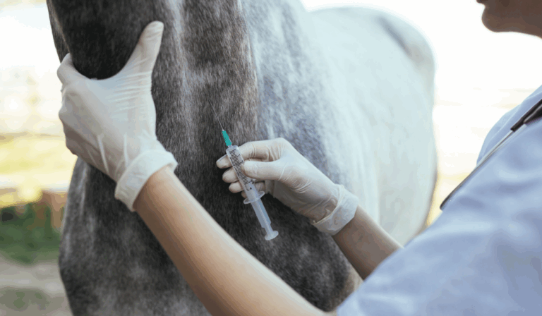 Staunching the Bleeding: All About Lasix - Barrel Horse News