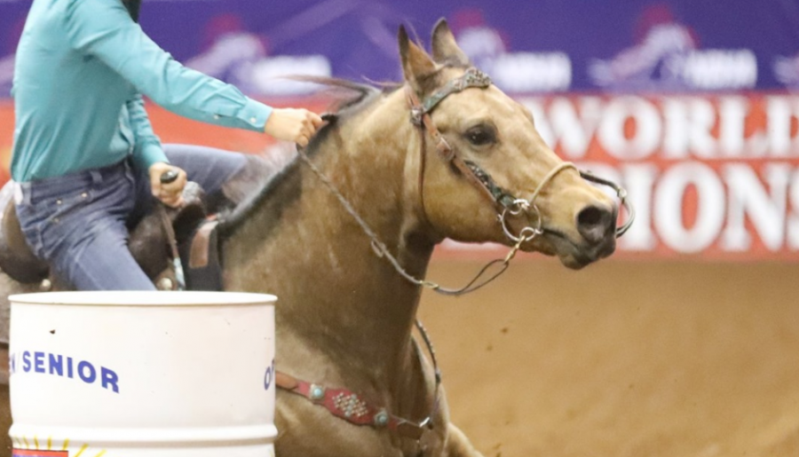 Staunching the Bleeding: All About Lasix - Barrel Horse News