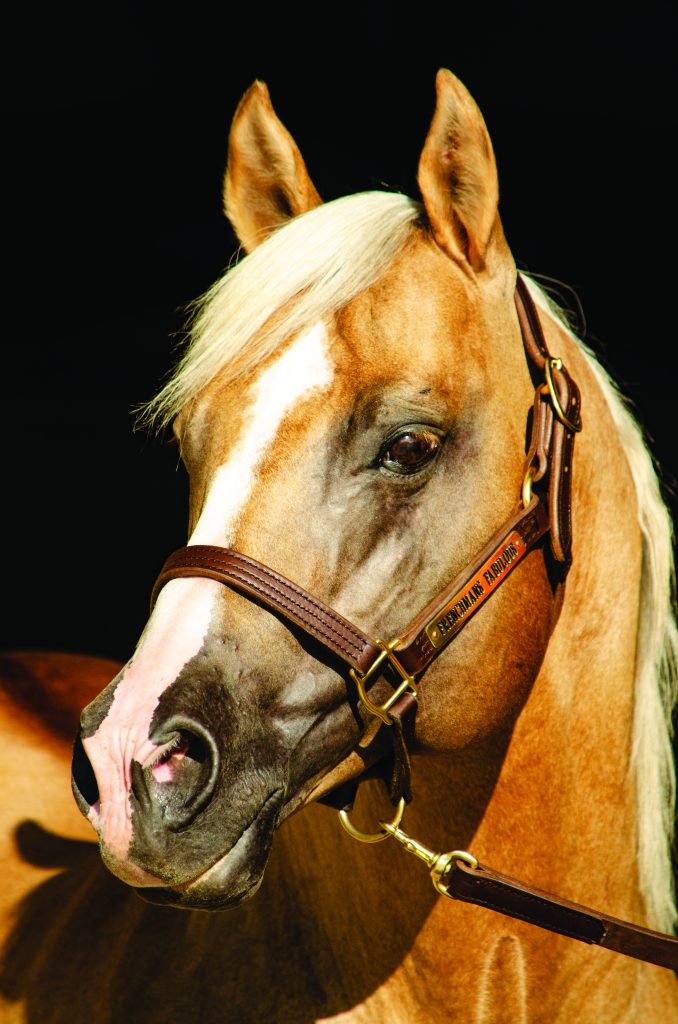 Marketing Your Stallion - Barrel Horse News