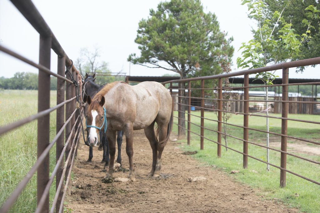 Horse Safety Tips for the Beginner - Barrel Horse News