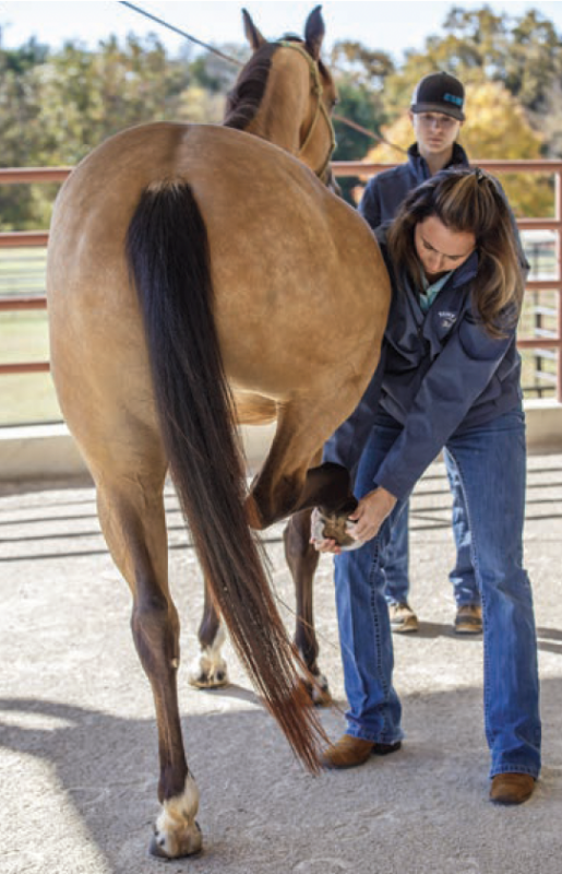 Signs of Lameness - Barrel Horse News