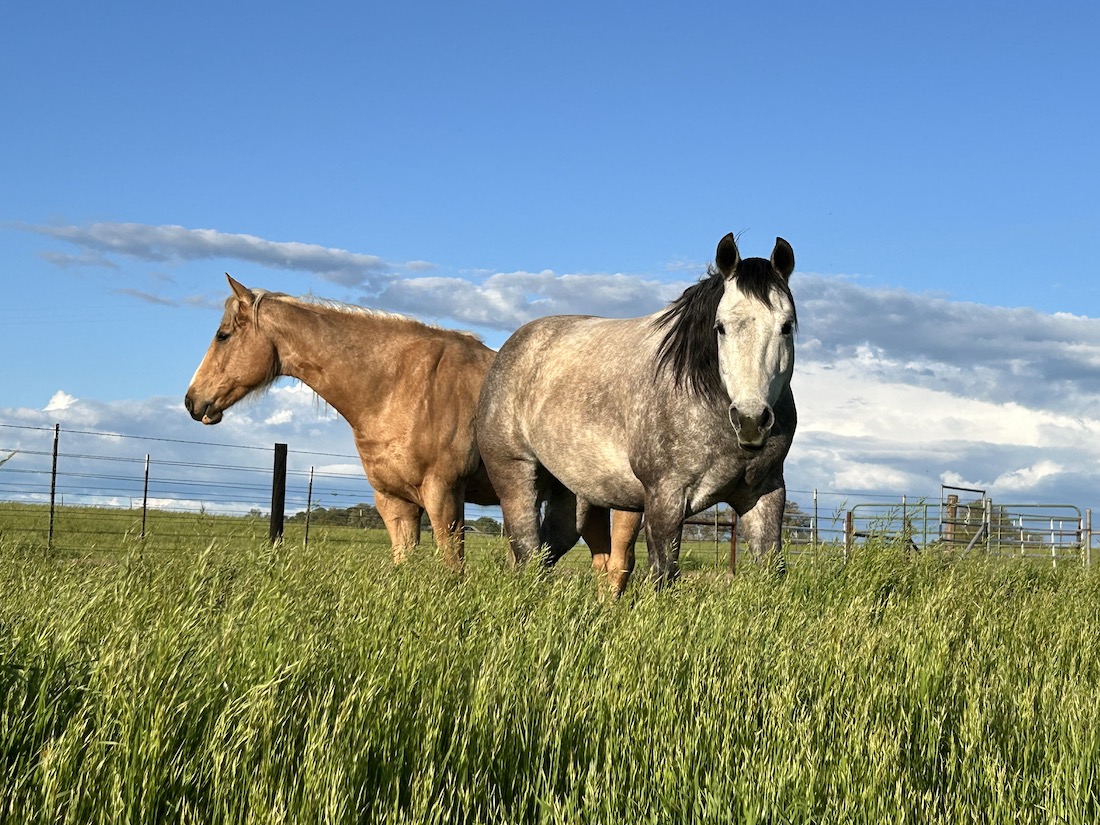Caring for Easy Keepers - Barrel Horse News