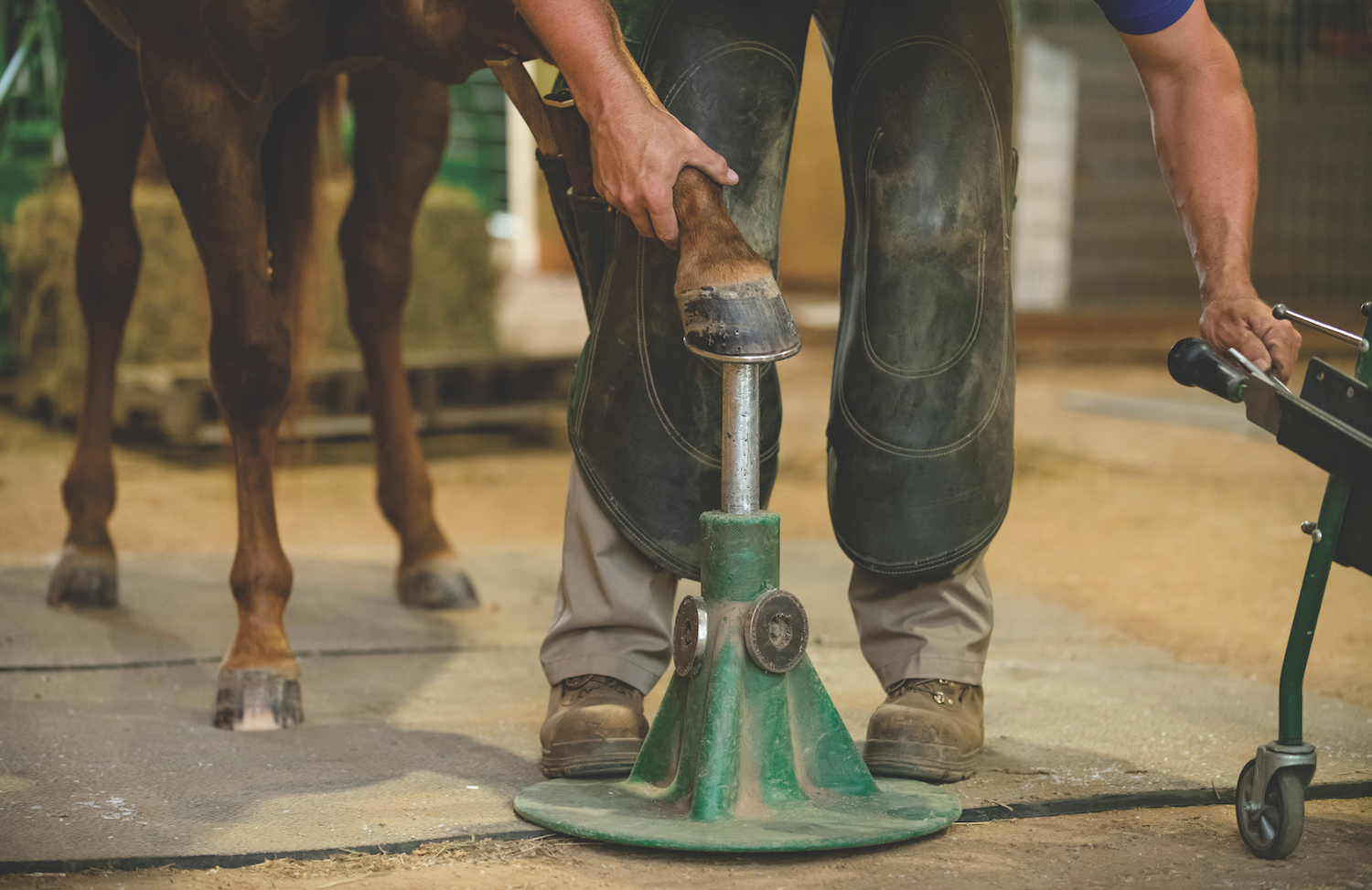 Getting to Know Navicular - Barrel Horse News
