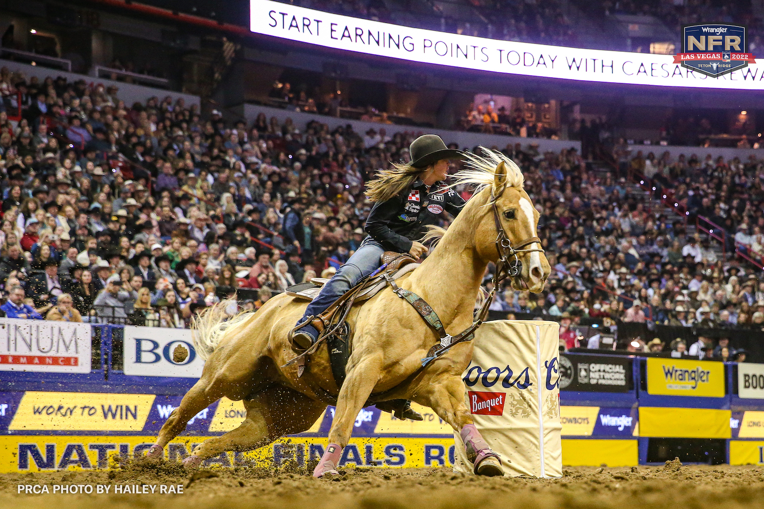 DM Sissy Hayday 2025 AQHA Barrel Racing Horse of the Year - Barrel ...