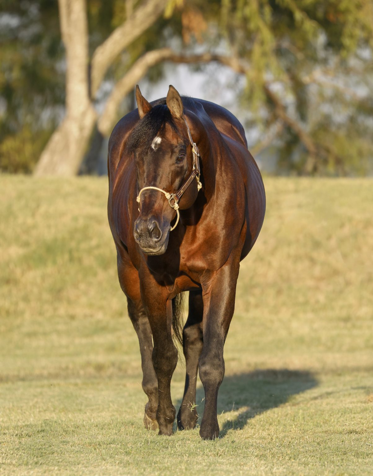 2026 BHN Stallion Register Cover Stallion Announced - Barrel Horse News